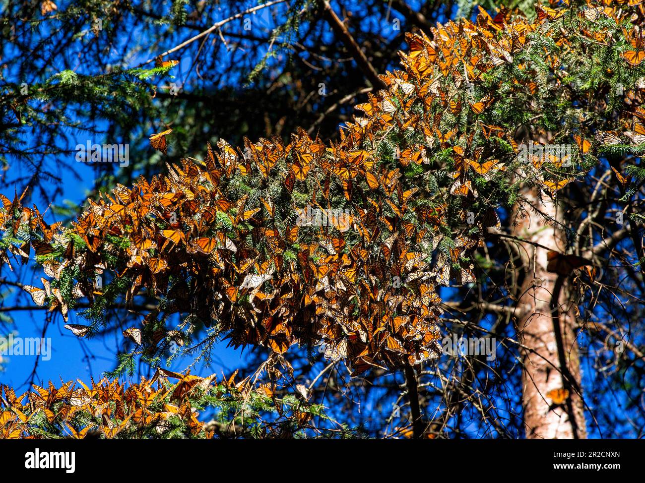Big colony of Monarch butterflies (Danaus plexippus) close-up in the ...