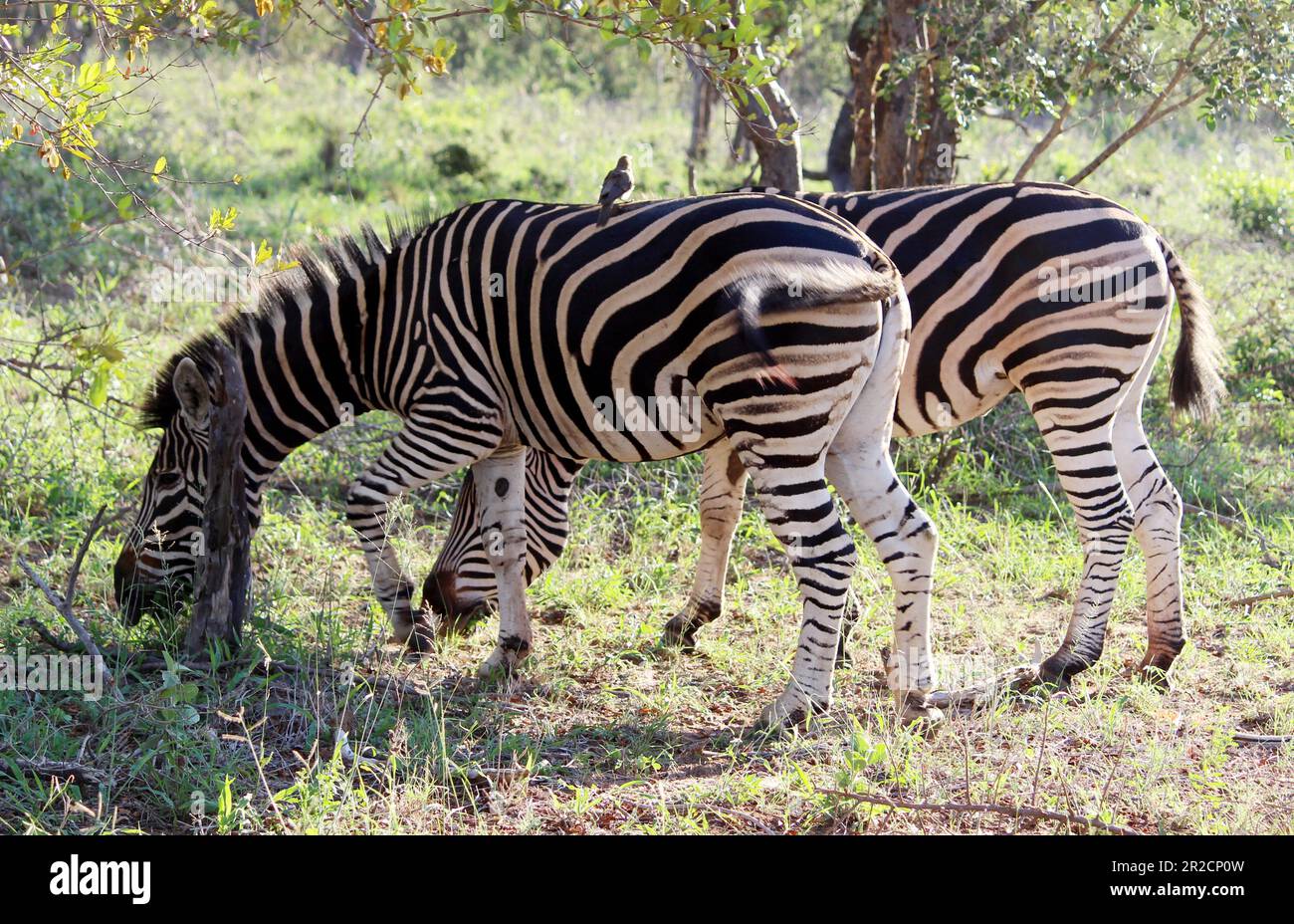 Zebras nxai pan hi-res stock photography and images - Alamy
