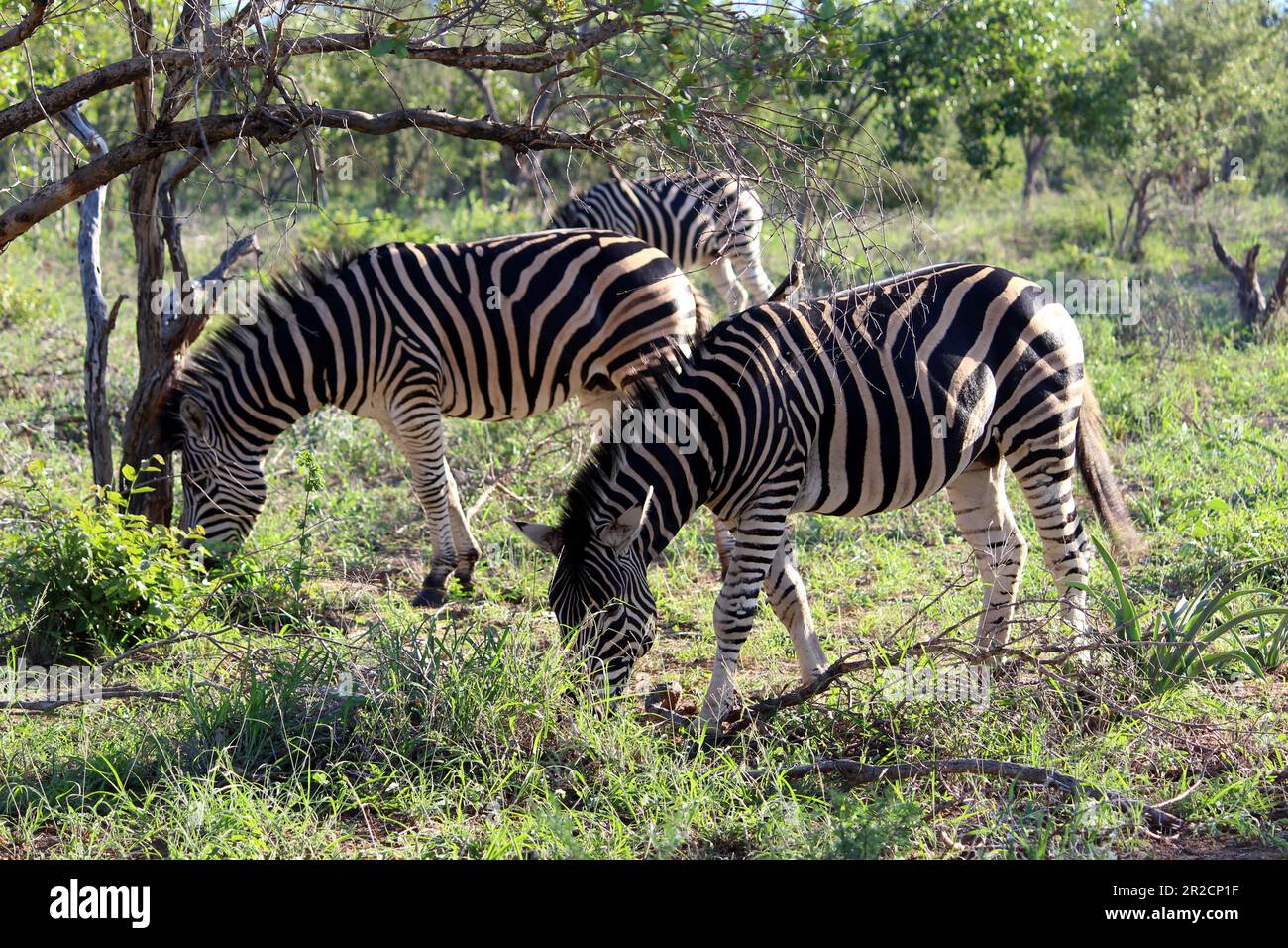 Quagga pan hi-res stock photography and images - Alamy