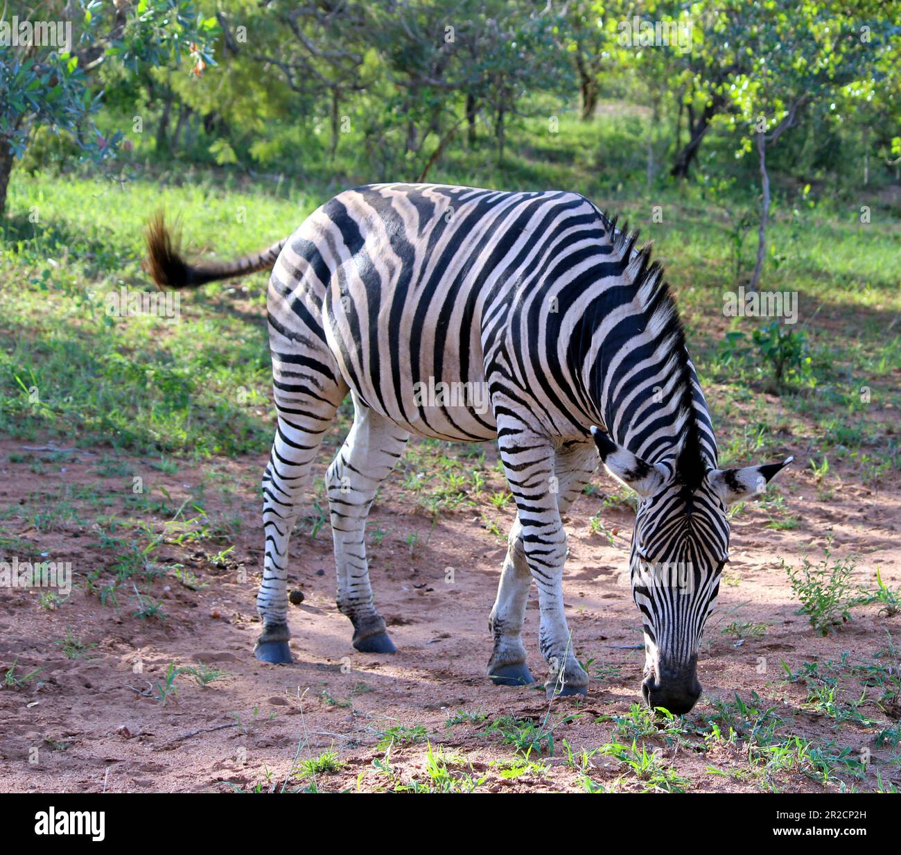 Burchell's zebras (Equus quagga burchellii) in their natural ...
