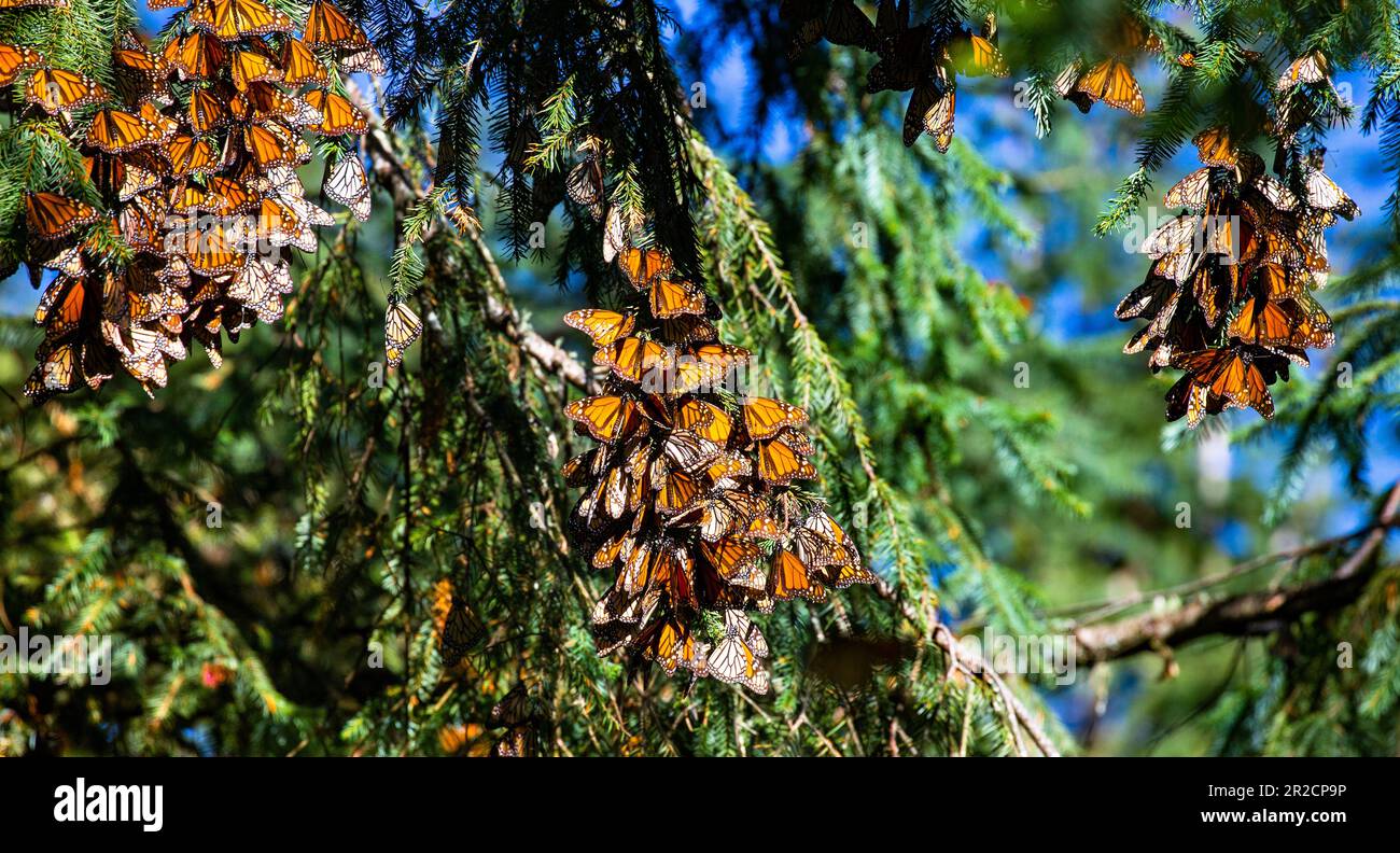 Colony of Monarch butterflies (Danaus plexippus) is sitting on pine ...