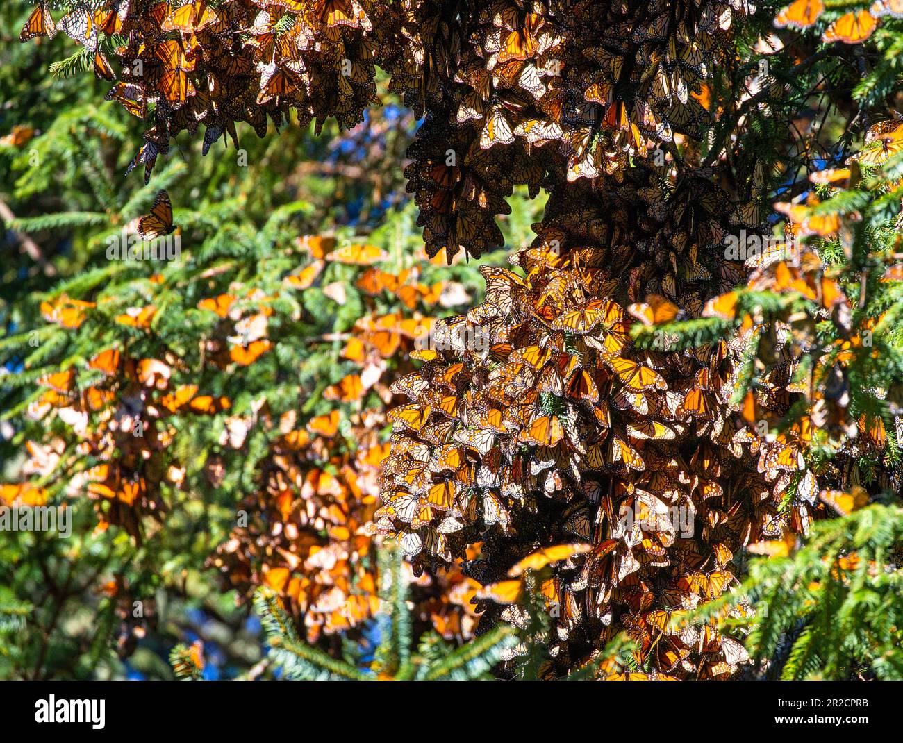 Big colony of Monarch butterflies (Danaus plexippus) close-up in the ...