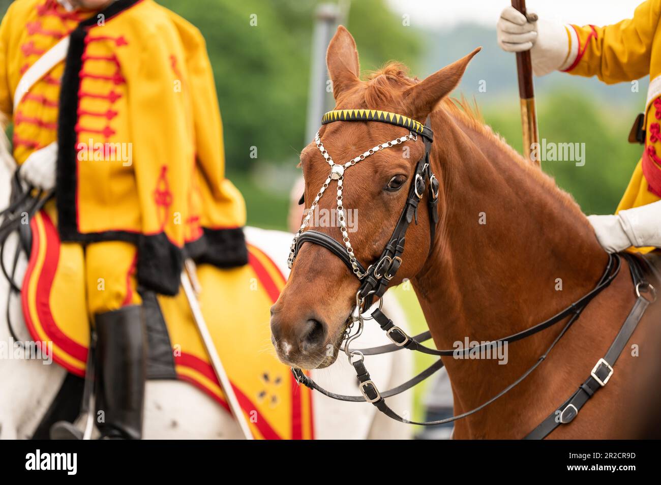 Weingarten, Germany. 19th May, 2023. A horse wears headdress during the ...