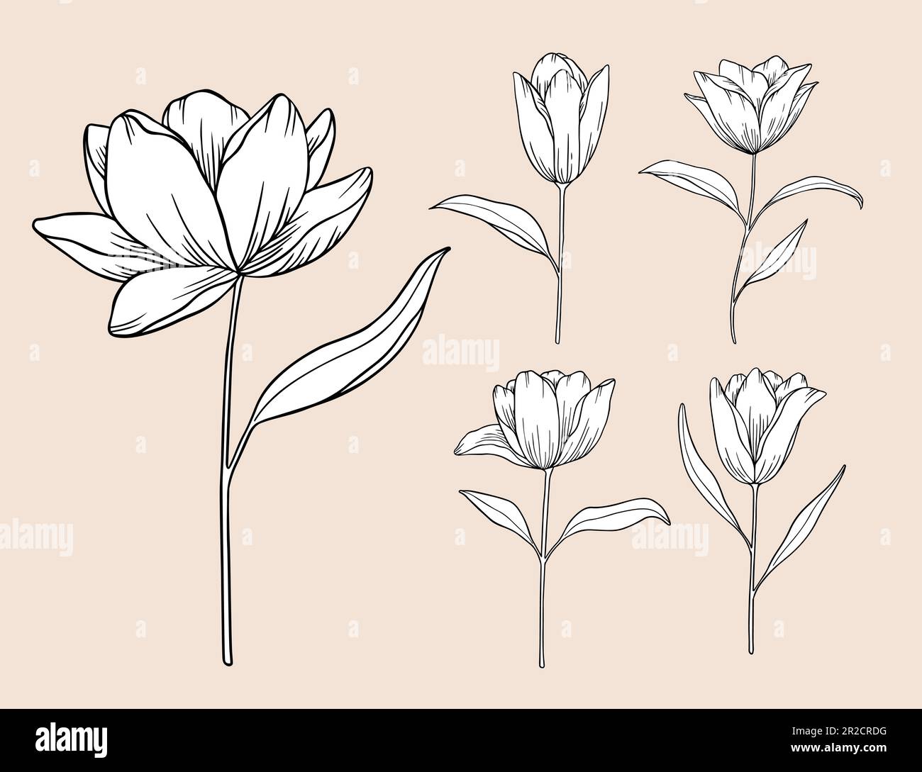 Set of hand drawn outline flower stems floral elements for wedding ...