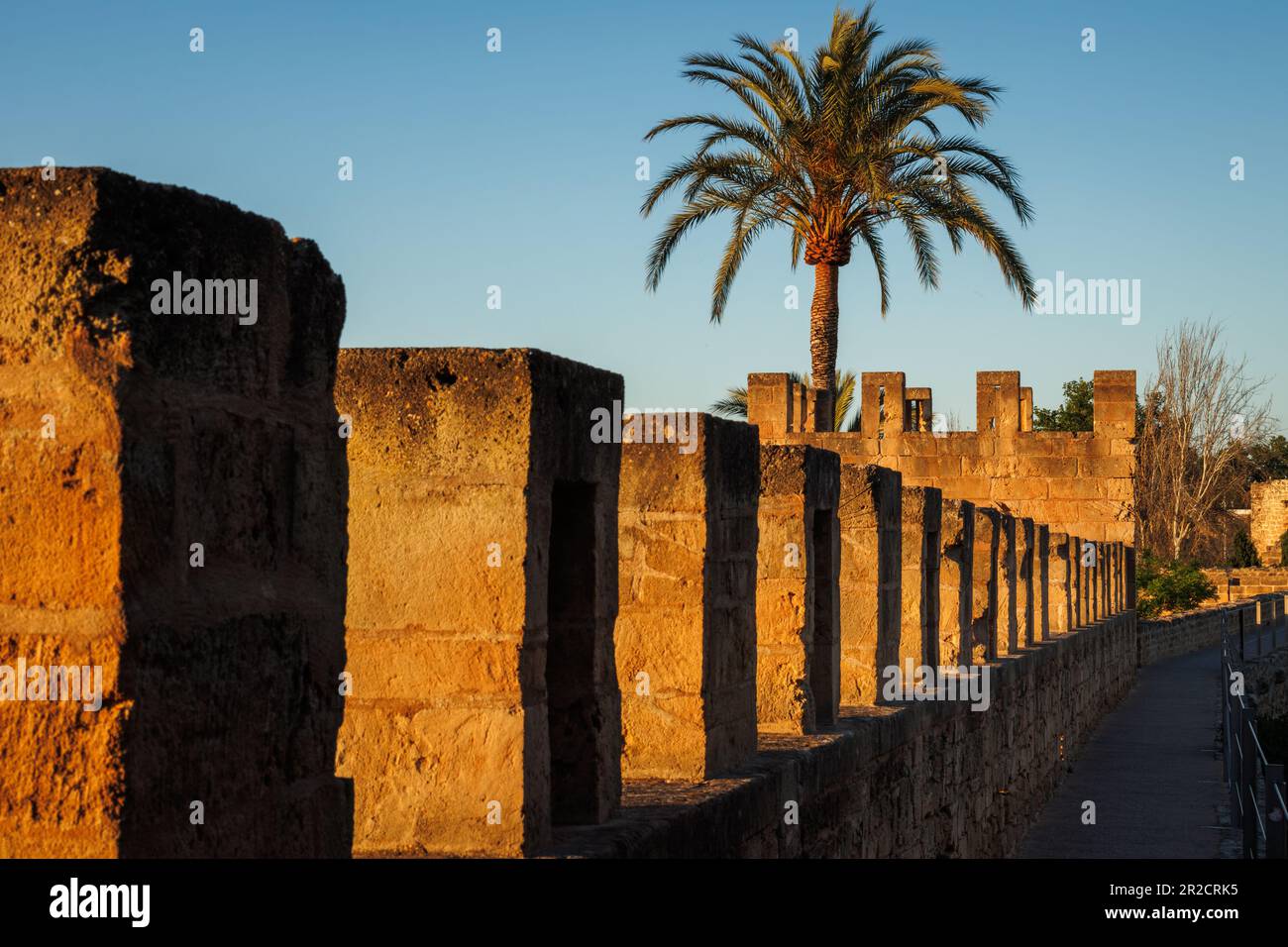 Fortification stone wall with palm tree in Alcudia during sunset ...