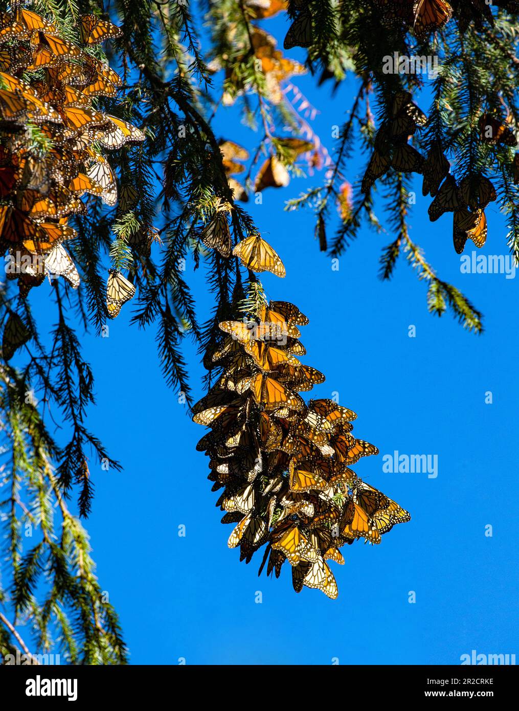 Colony of Monarch butterflies (Danaus plexippus) is sitting on pine ...