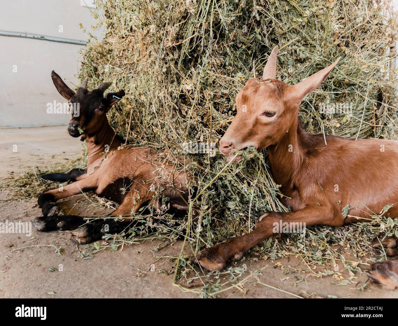 Dream haystack hi-res stock photography and images - Alamy
