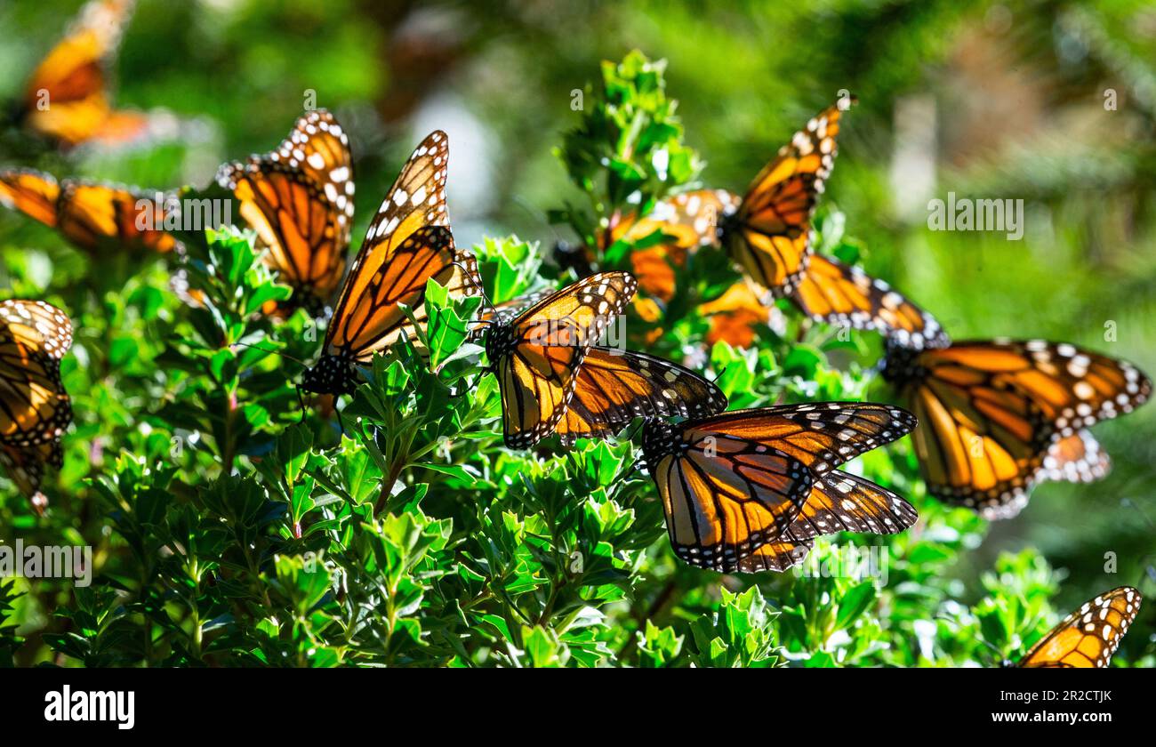 Monarch butterflies (Danaus plexippus) are sitting on branches in the ...