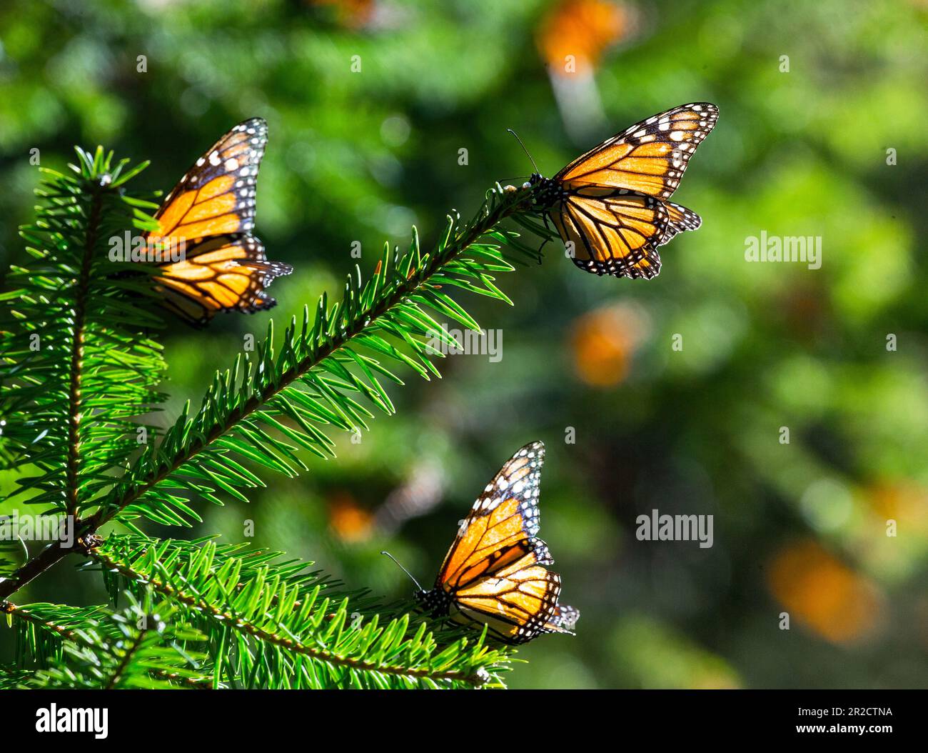 Monarch butterflies (Danaus plexippus) are sitting on branches in the ...