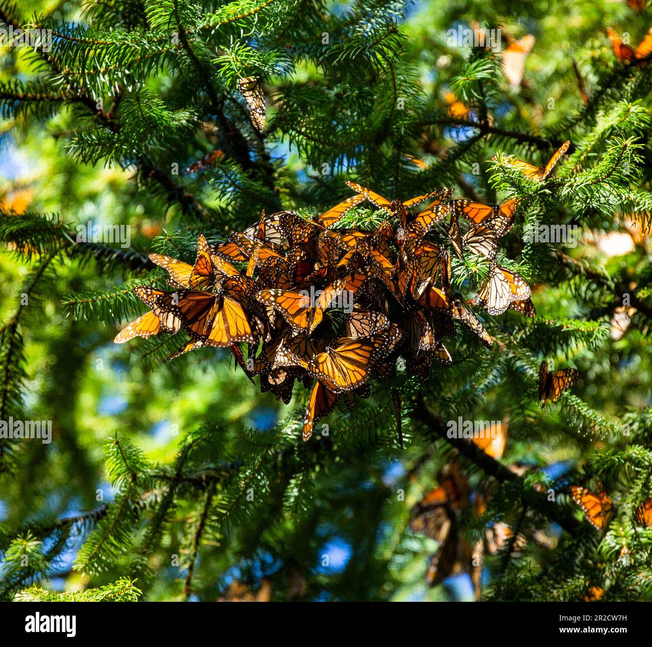 Colony of Monarch butterflies (Danaus plexippus) is sitting on pine ...