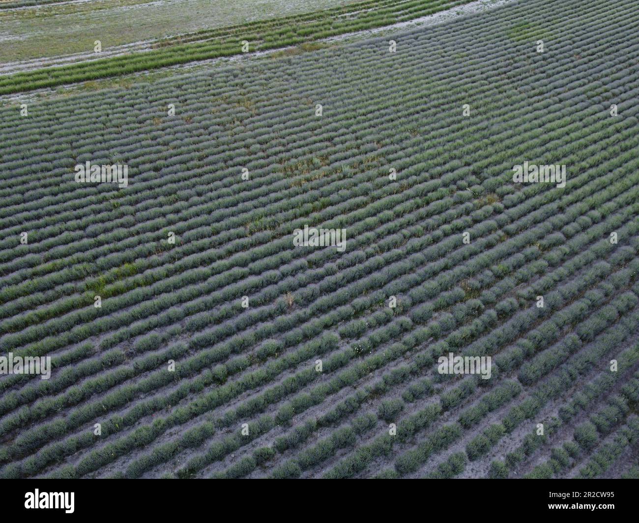 Aerial Lavender fields. Endless rows of blooming lavender fields on ...