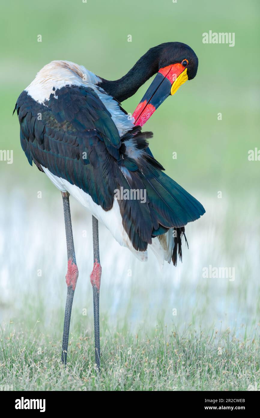 Saddle-billed stork preening at Amboseli National Park, Kenya Stock ...