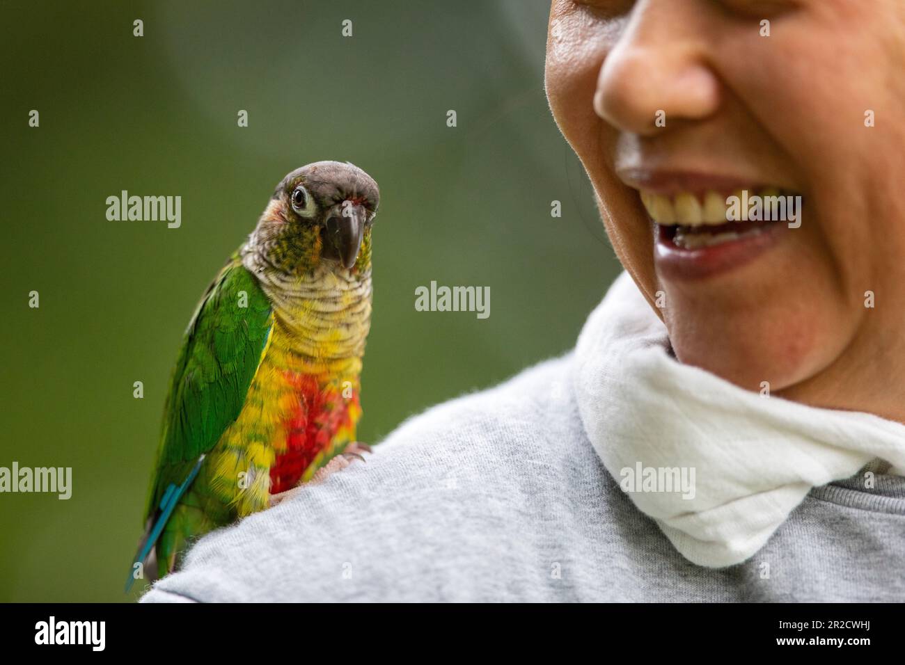 A green cheeked conure perches on the shoulder of its owner in a park ...