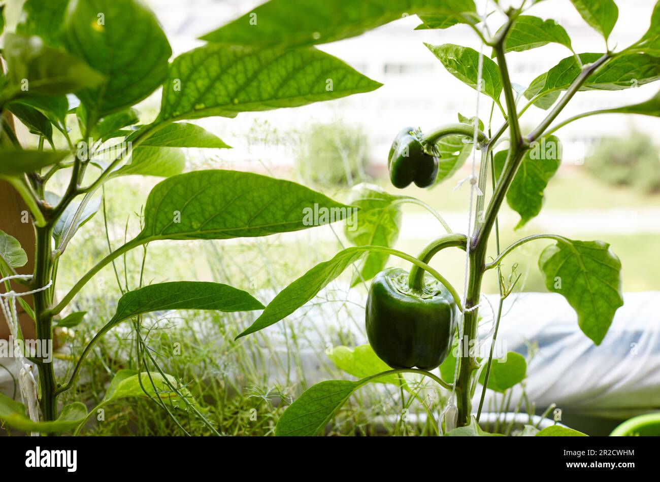 Green peppers grows in a greenhouse. Growing fresh vegetables at farm Stock Photo - Alamy