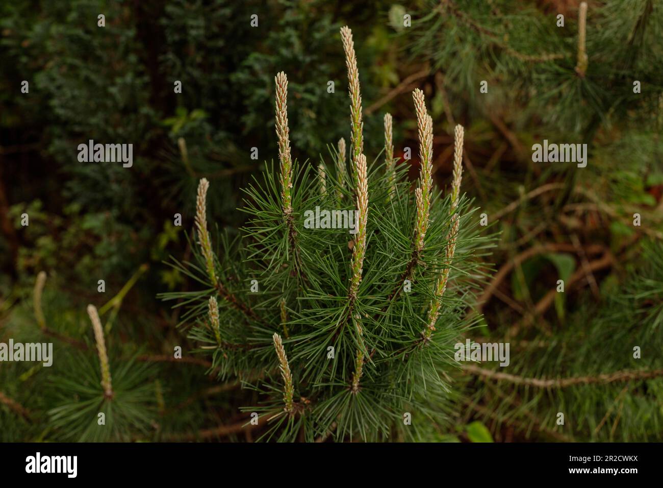 Young pine shoots. Pine sprouts syrup. Health and nature. Spring in ...