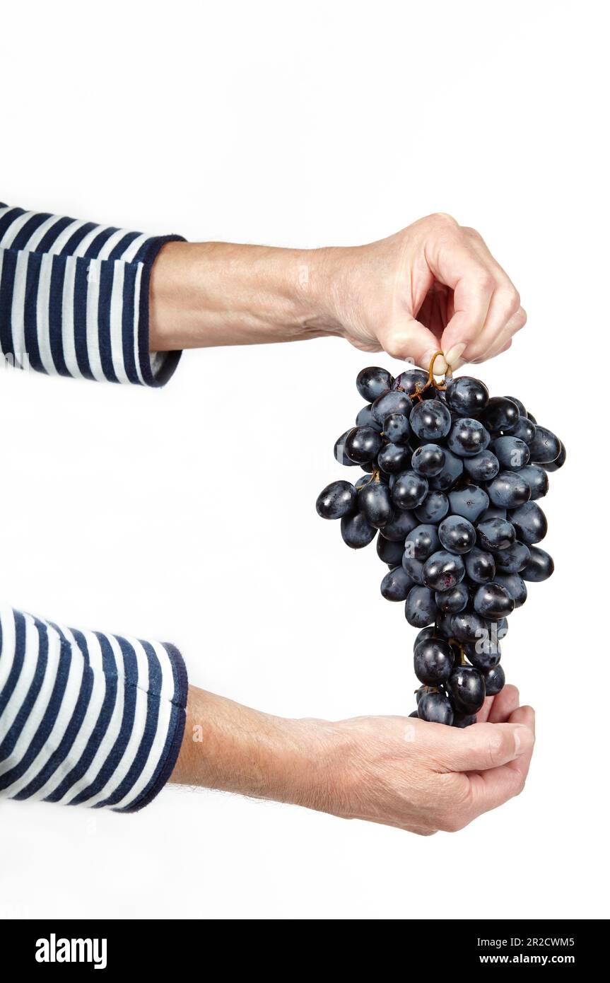 Men's hand holding a bunch of grapes isolated white background. Branch of ripe blue grape, space ...