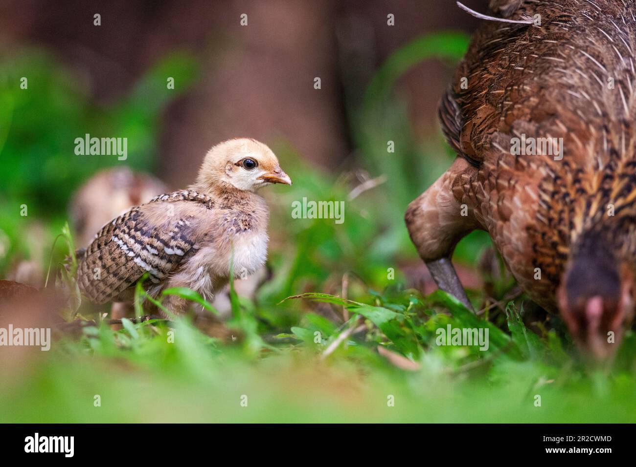 A red jungle fowl hen forages for her chicks on the edge of a mangrove ...