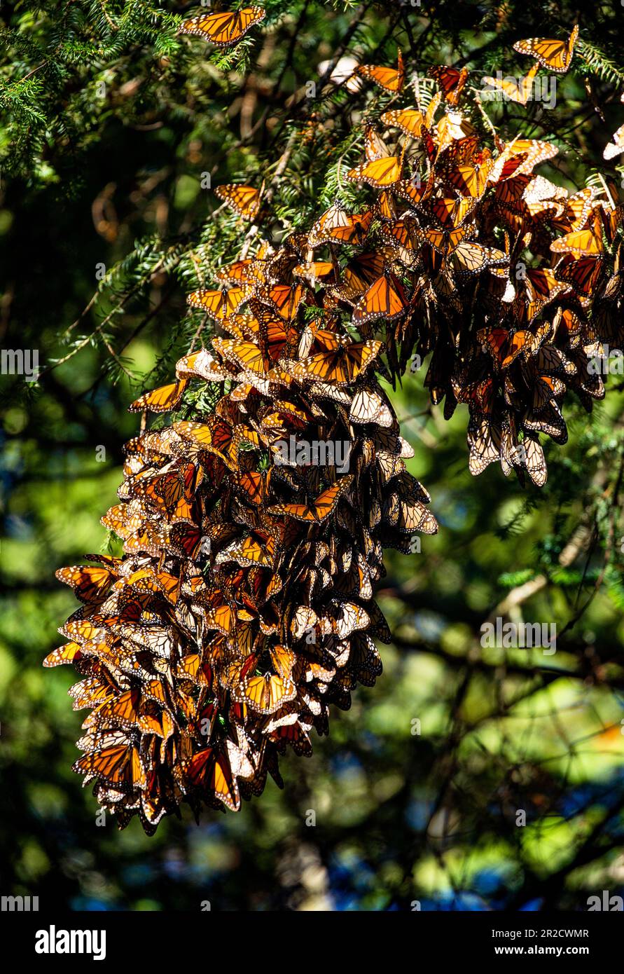 Big colony of Monarch butterflies (Danaus plexippus) close-up in the ...