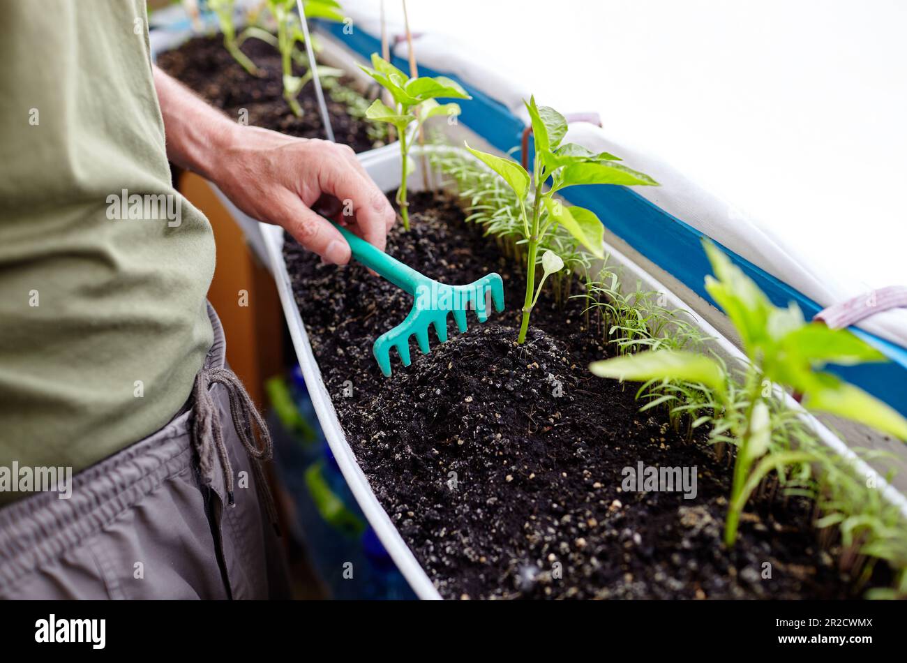 Man gardening in home greenhouse. Men's hands hold rake and take care ...