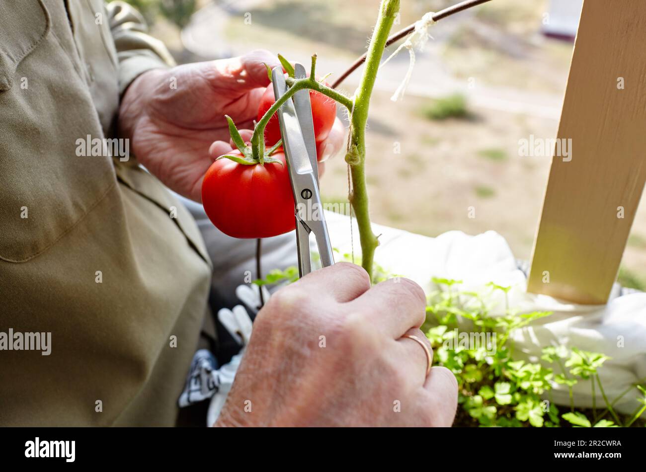 Men's hands harvests cuts the tomato plant with scissors. Farmer man ...