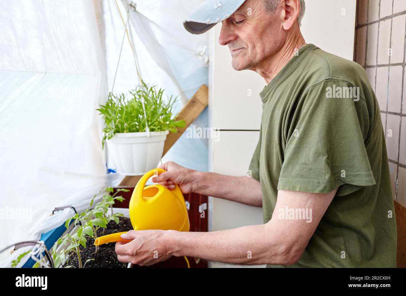 Old man gardening in home greenhouse. Men's hands hold watering can and ...