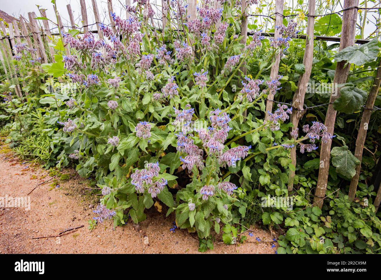 Borage , also known as starflower, is an annual herb in the flowering ...