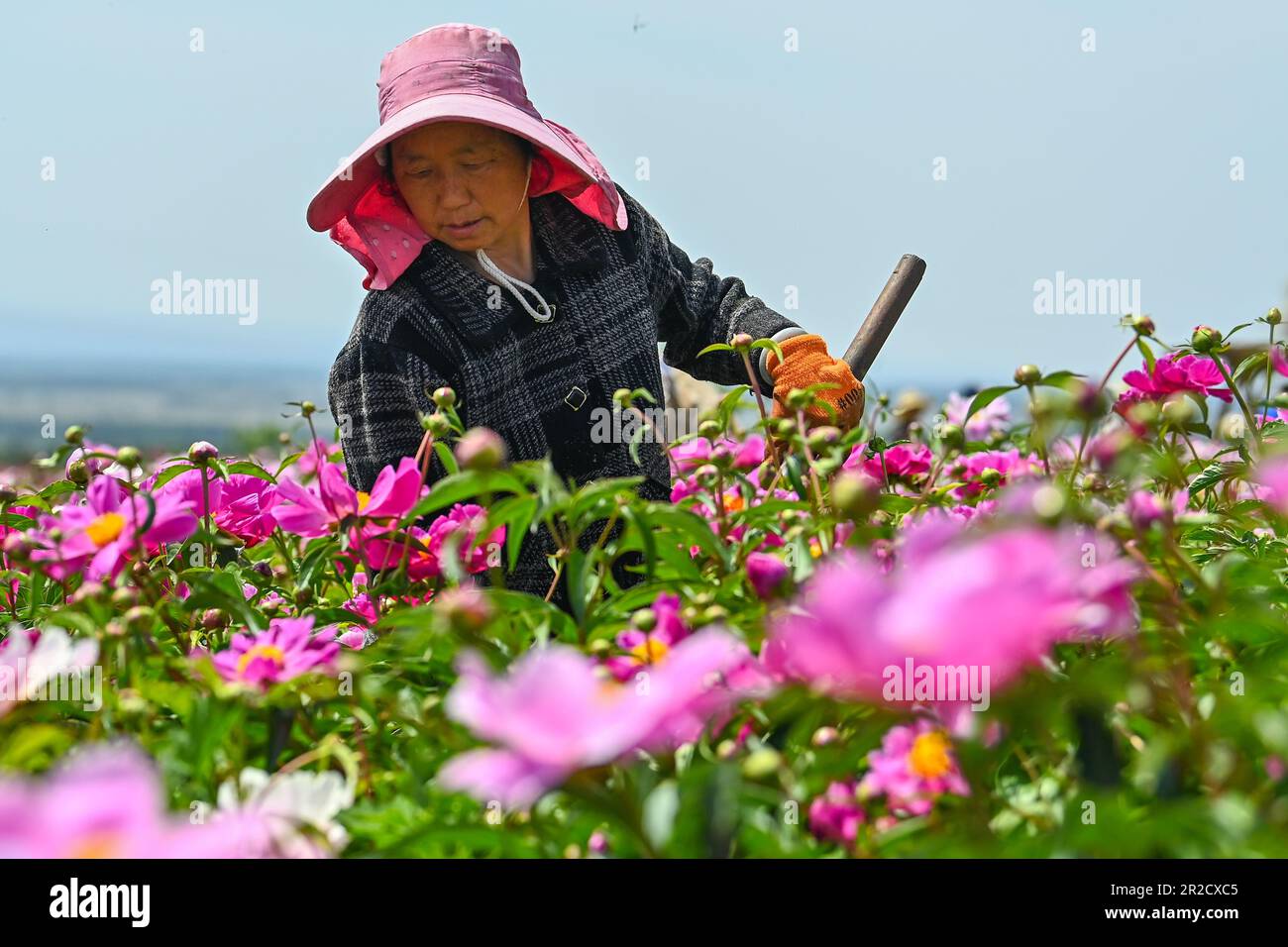 Ili, China's Xinjiang Uygur Autonomous Region. 18th May, 2023. A farmer ...