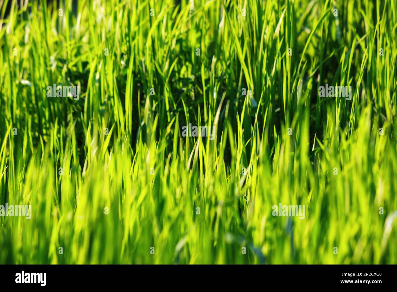 texture of grassy lawn in spring. backlit nature background Stock Photo ...