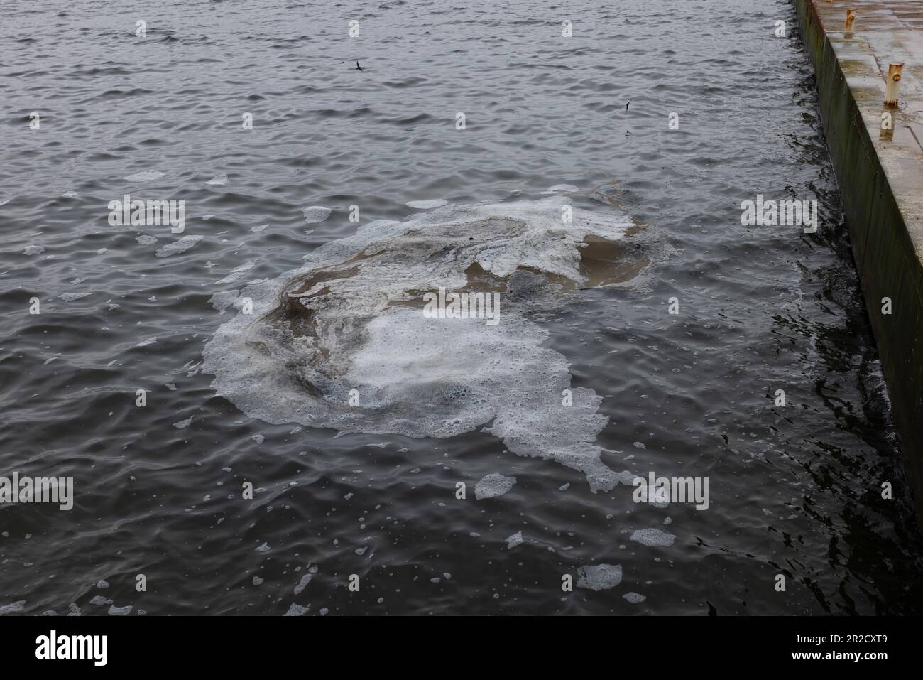 Dirty wave with mud foam. Dirty sea surf lines made of algae in the ...
