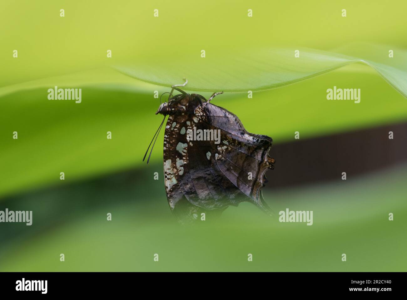 Ecosistema tropicale hi-res stock photography and images - Alamy