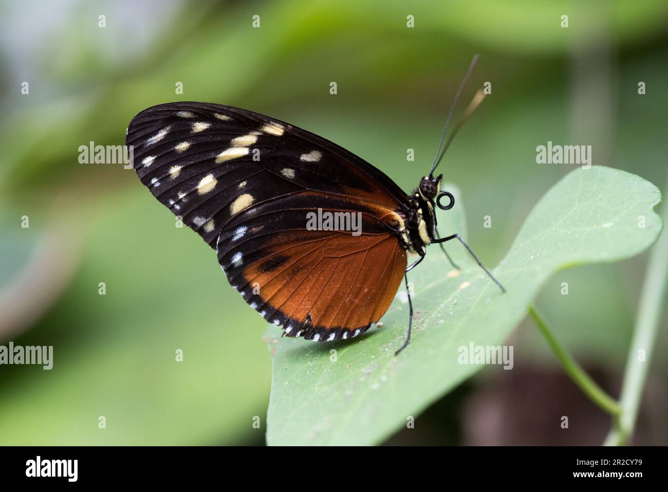 Ecosistema tropicale hi-res stock photography and images - Alamy