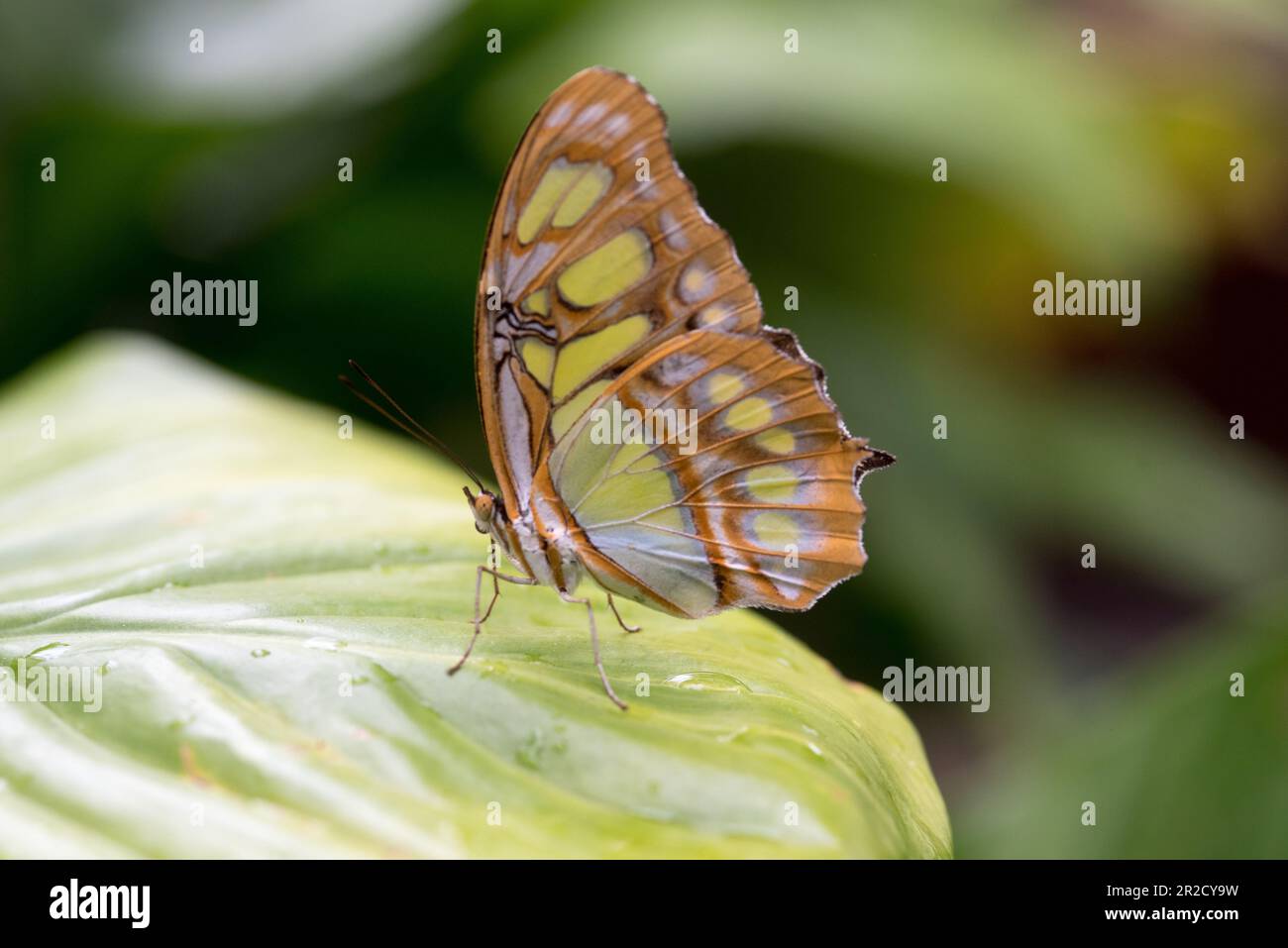 Ecosistema tropicale hi-res stock photography and images - Alamy