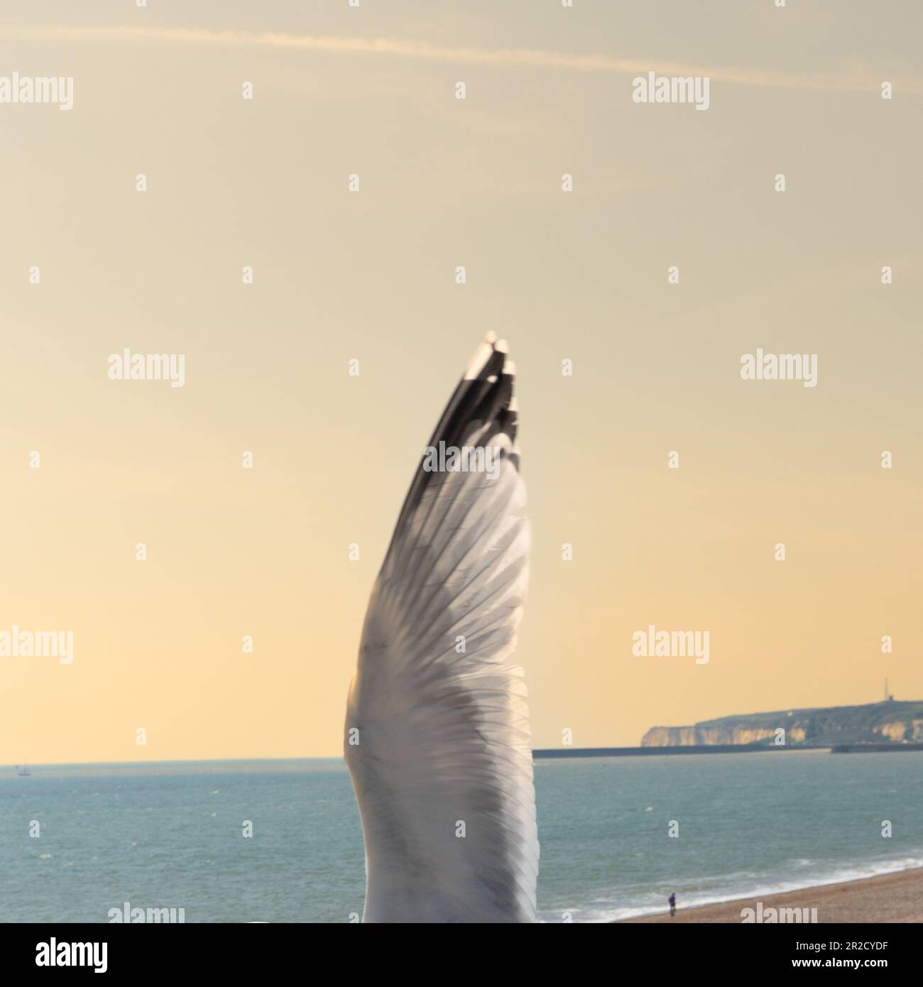 Giant seagull hi-res stock photography and images - Alamy