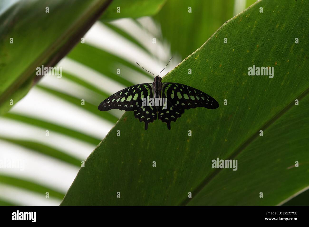 Ecosistema tropicale hi-res stock photography and images - Alamy