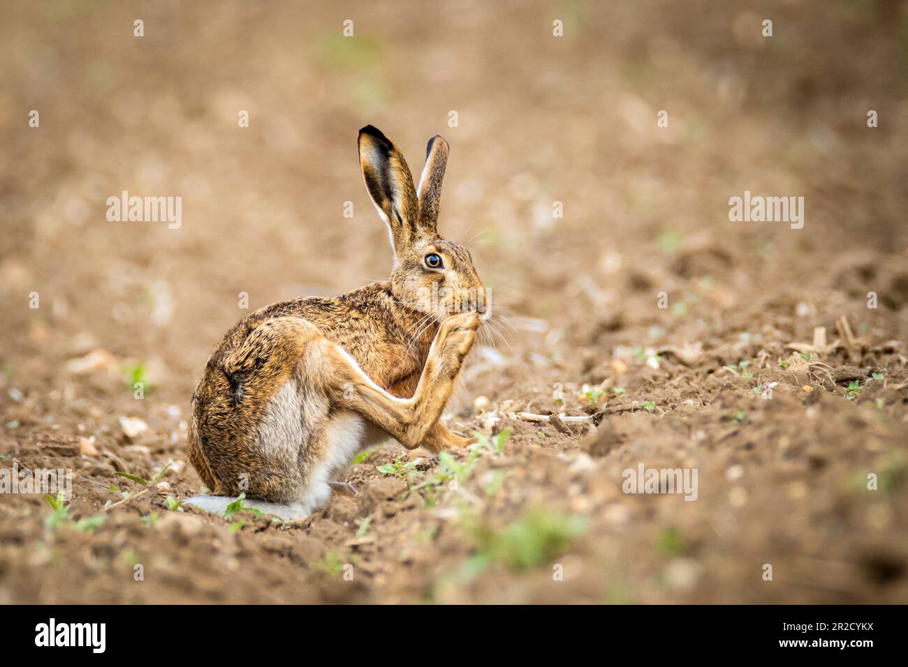 Rabbit biting its nails Stock Photo - Alamy