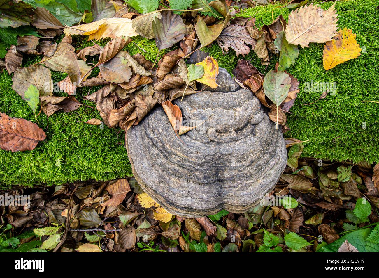 Fungus in the moss hi-res stock photography and images - Alamy