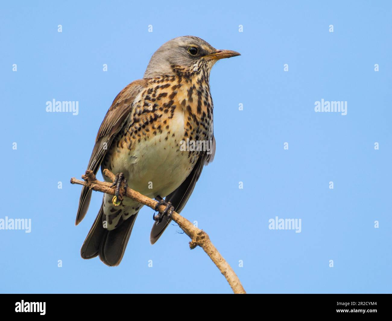 Garden bird close up Stock Photo - Alamy
