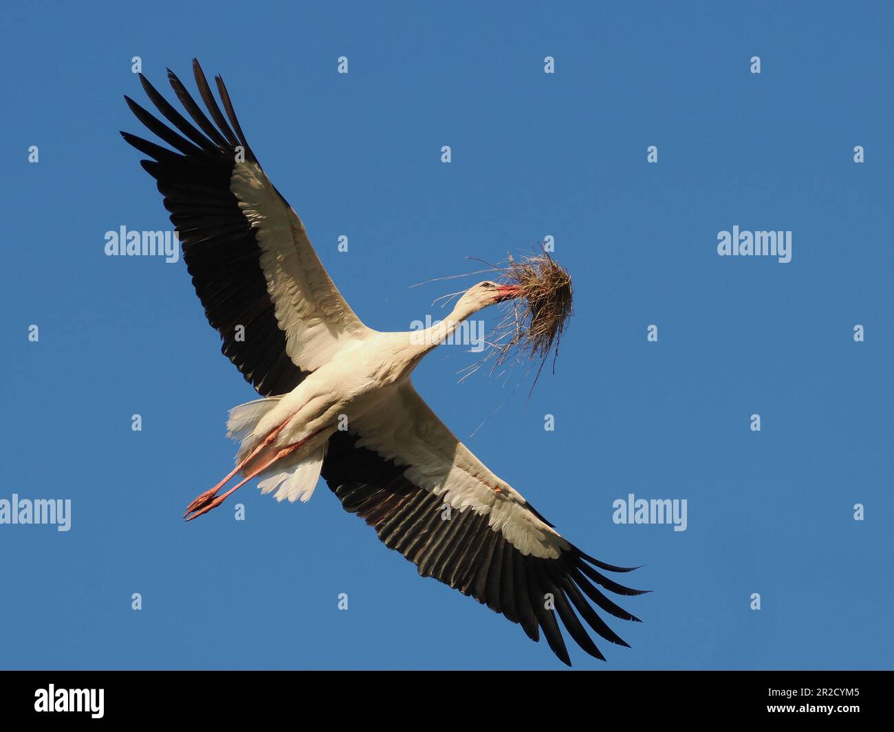 White stork in flight carrying nesting material Stock Photo - Alamy