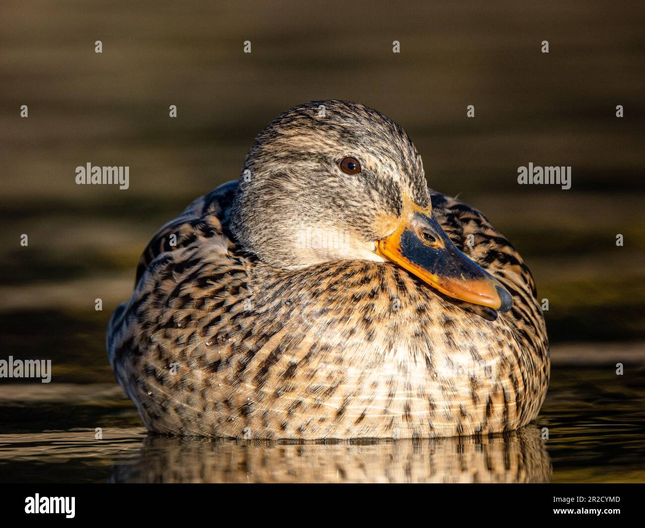Female mallard duck close up z Stock Photo - Alamy