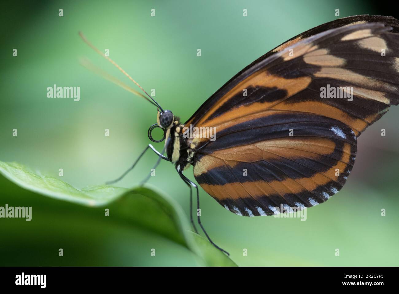 Ecosistema tropicale hi-res stock photography and images - Alamy