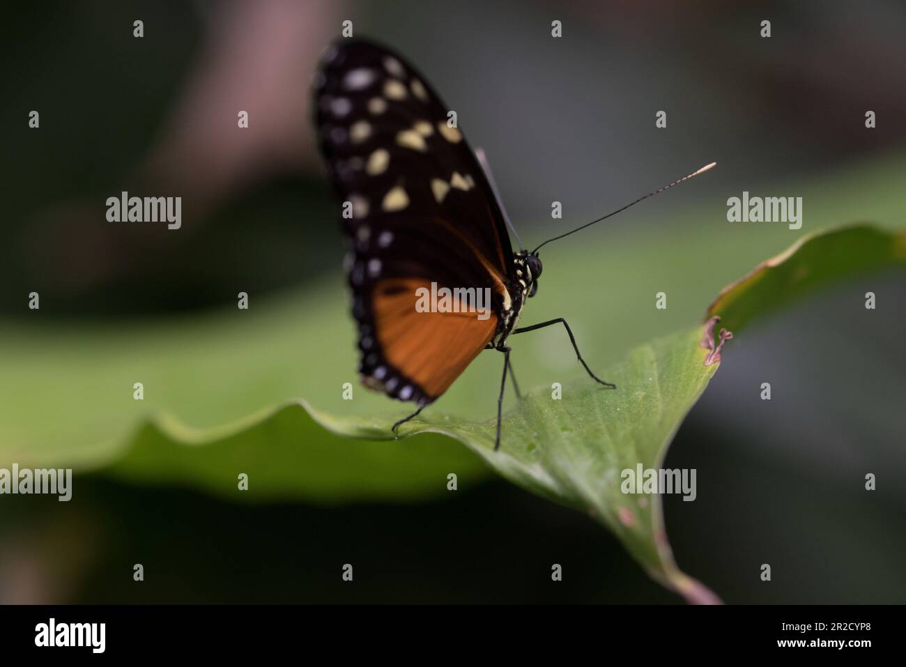 Ecosistema tropicale hi-res stock photography and images - Alamy