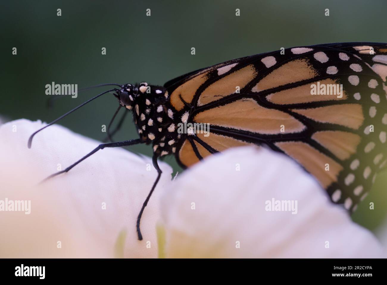 splendida farfalla tropicale nel suo habitat Stock Photo - Alamy