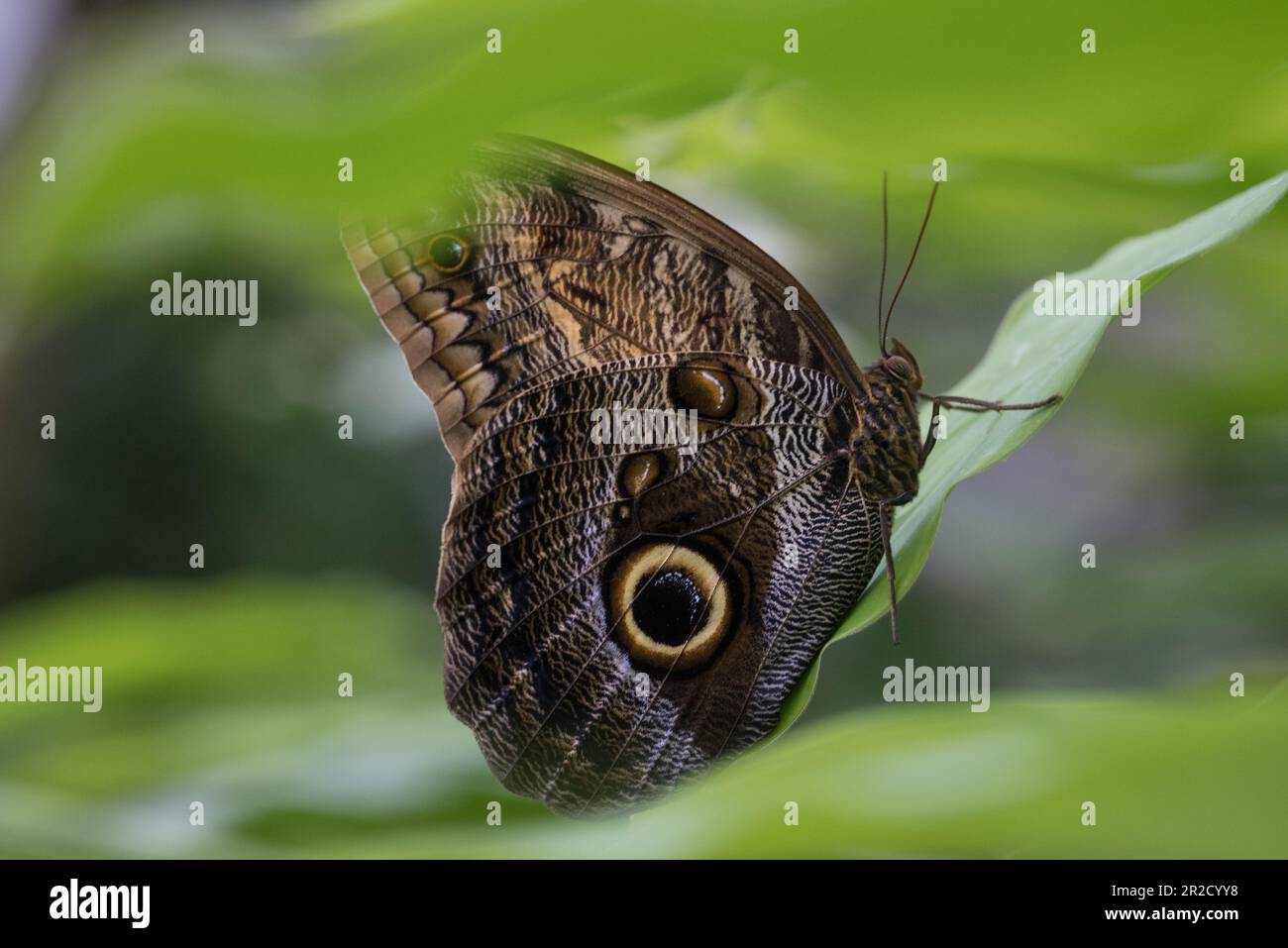 Nel nutrimento hi-res stock photography and images - Alamy