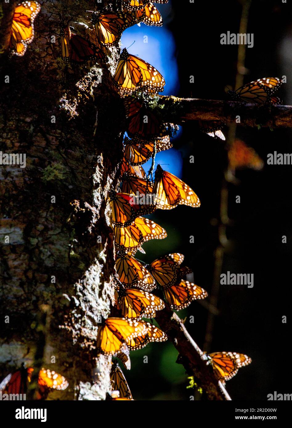 Colony of Monarch butterflies (Danaus plexippus) on a pine trunk in a ...