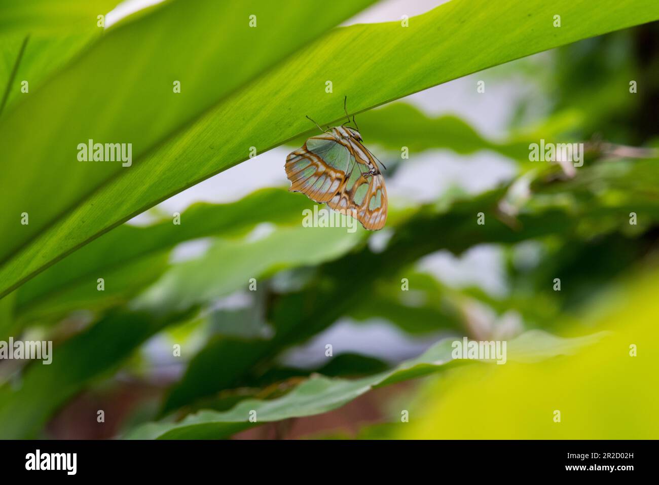 Ecosistema tropicale hi-res stock photography and images - Alamy