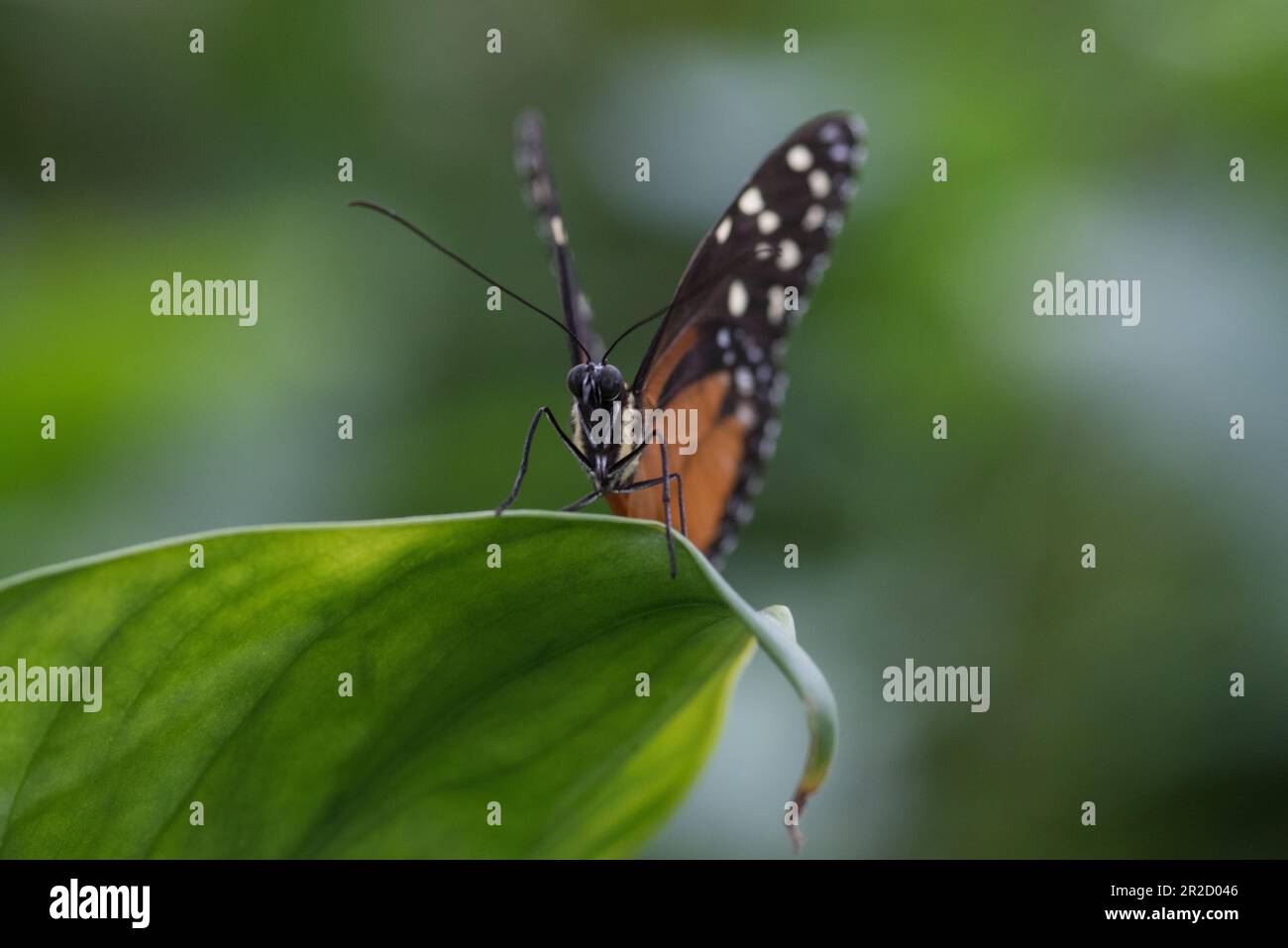 Habitat tropicale hi-res stock photography and images - Alamy