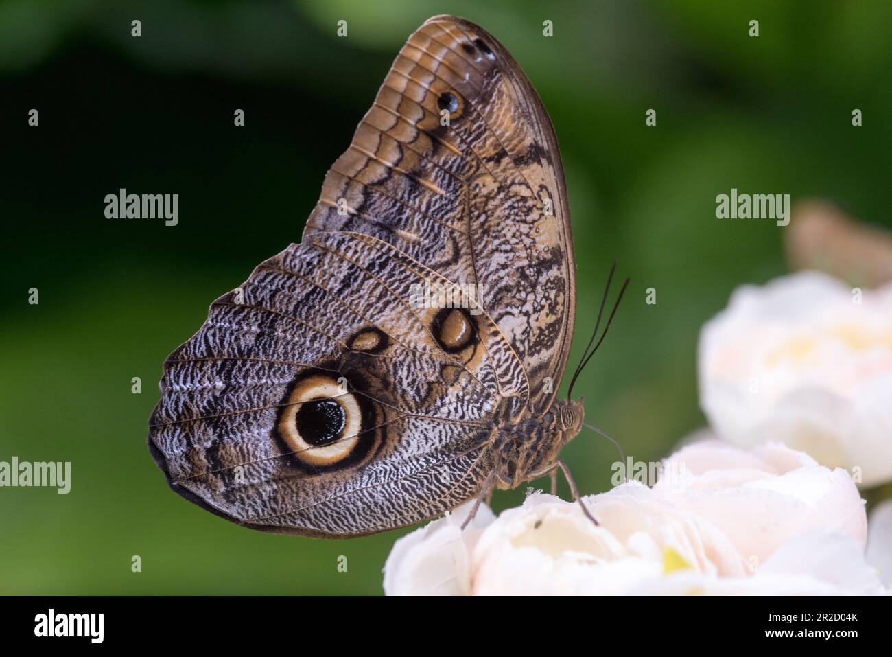 splendida farfalla tropicale nel suo habitat Stock Photo - Alamy