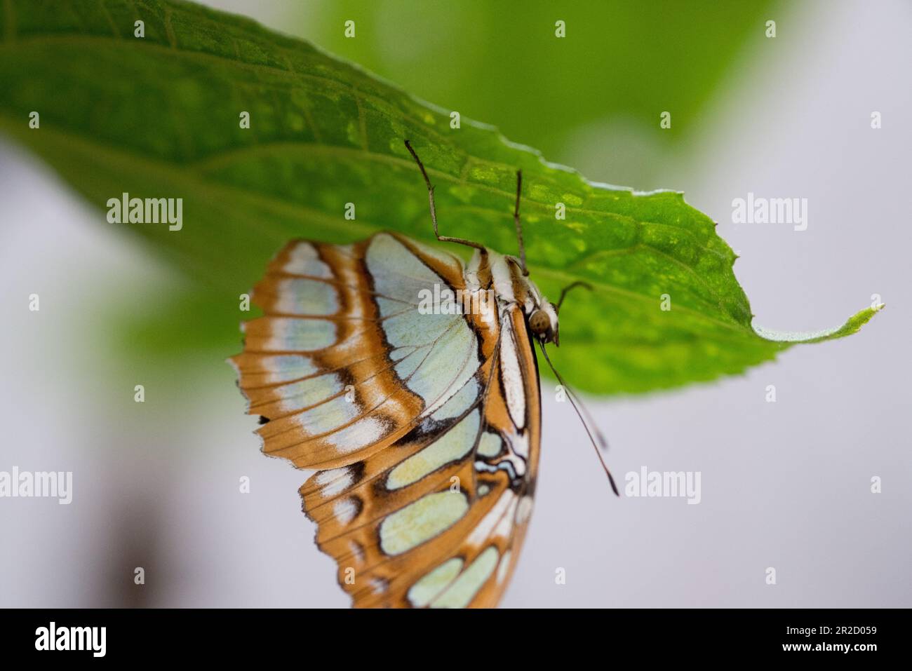 Ecosistema tropicale hi-res stock photography and images - Alamy