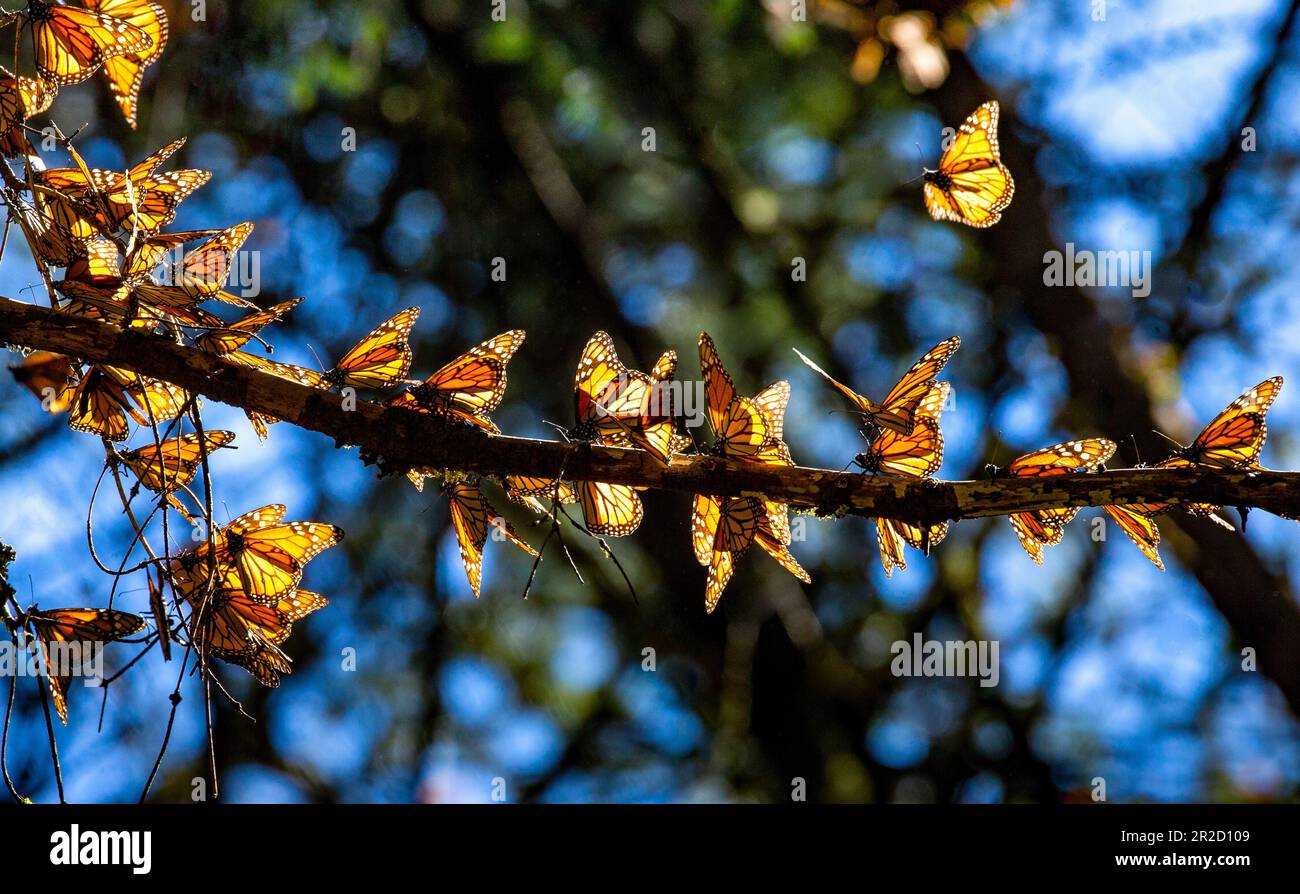 Monarch butterflies (Danaus plexippus) are sitting on branches in the ...