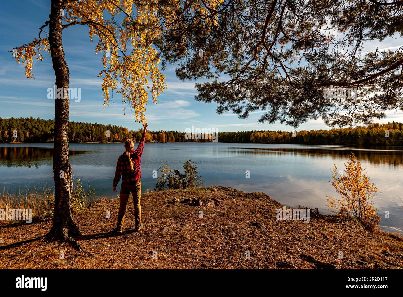 man standing under tree in fall foliage looking at the colorful leafs ...